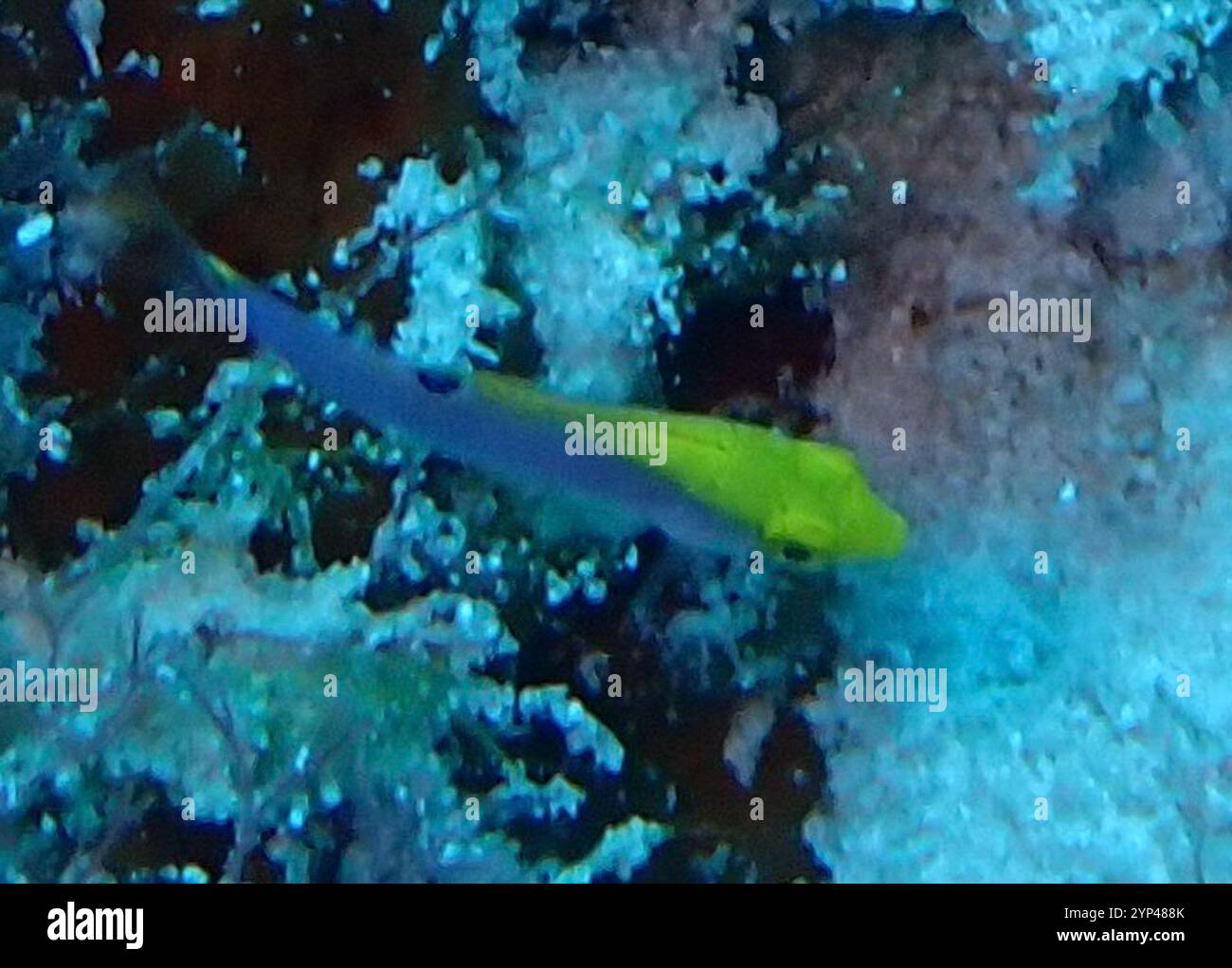 Yellowcheek Wrasse (Halichoeres cyanocephalus Stock Photo - Alamy