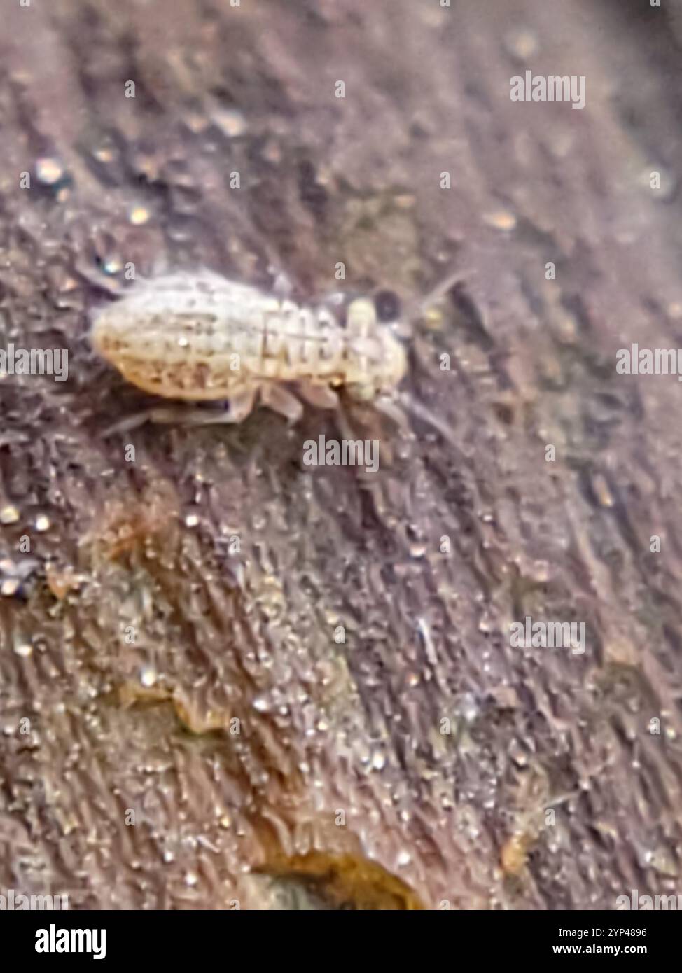 Barklice, Booklice, and Parasitic Lice (Psocodea Stock Photo - Alamy