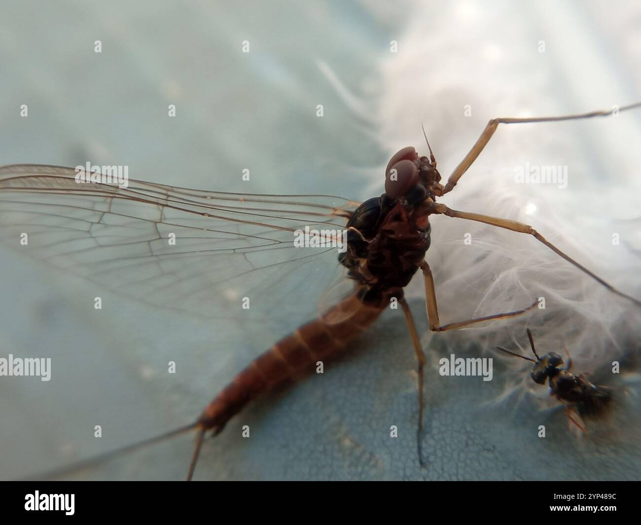 Small Mayflies (Baetidae Stock Photo - Alamy