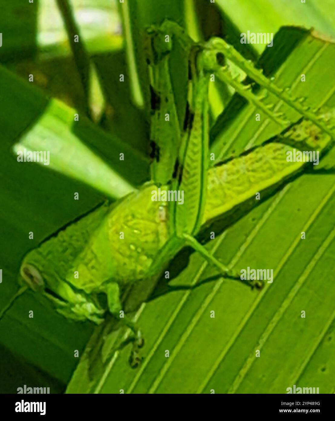 Giant Grasshopper (Valanga irregularis Stock Photo - Alamy