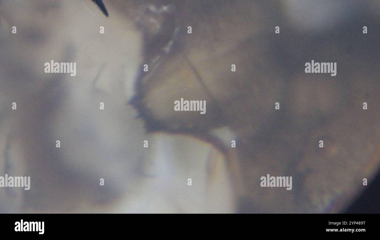 Common Blackflies (Simulium Stock Photo - Alamy