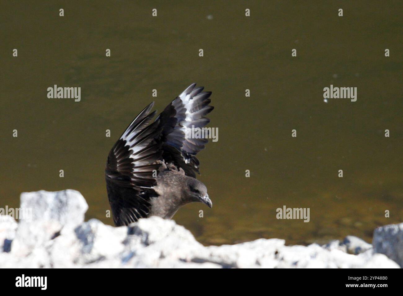 Brown Skua (Stercorarius antarcticus Stock Photo - Alamy