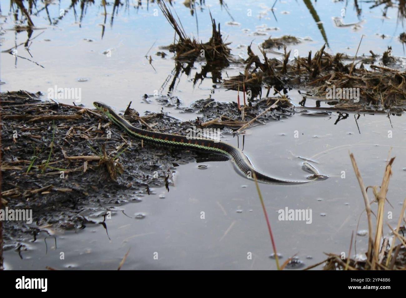 Common Garter Snake (Thamnophis sirtalis Stock Photo - Alamy