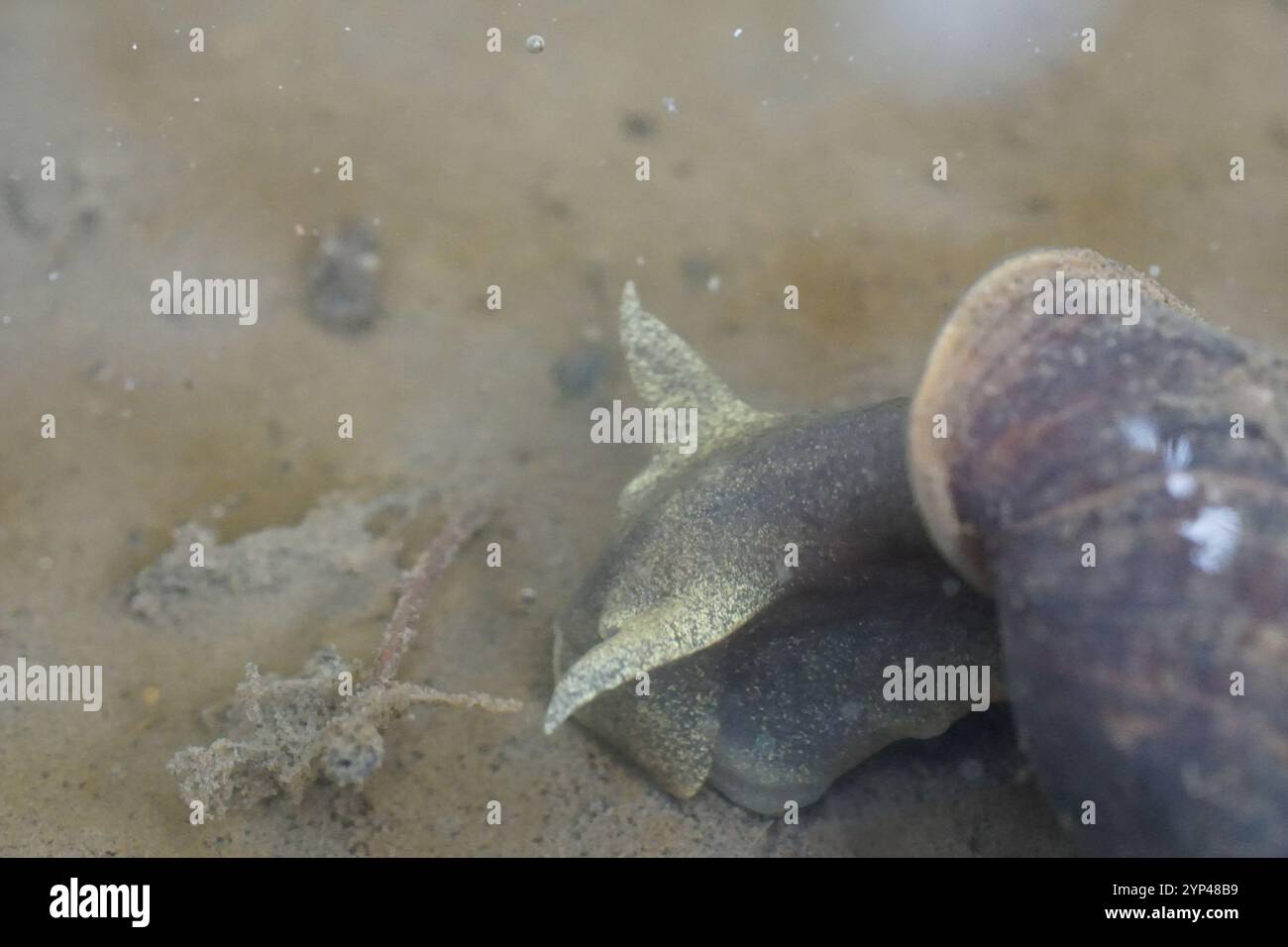 Great Pond Snail (Lymnaea stagnalis Stock Photo - Alamy
