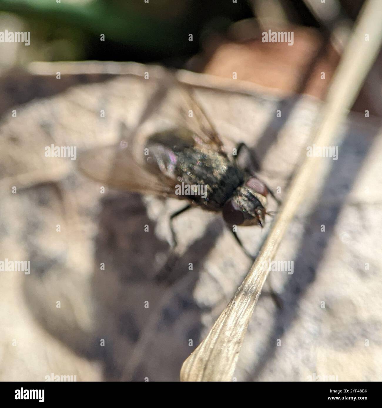 Cluster Flies (Pollenia Stock Photo - Alamy