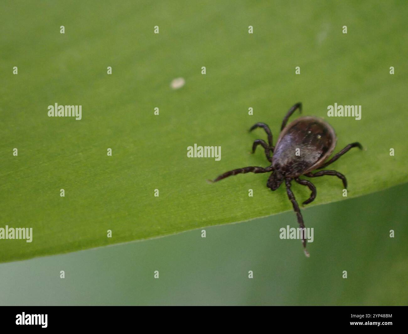 Castor Bean Tick (Ixodes ricinus Stock Photo - Alamy