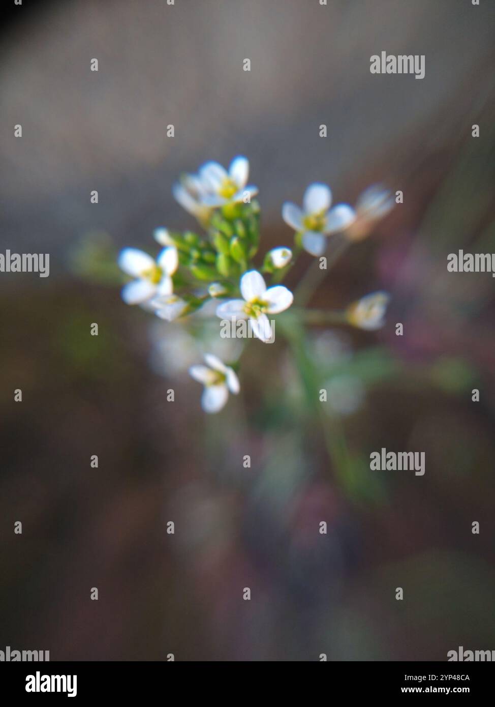 mouse-ear cress (Arabidopsis thaliana Stock Photo - Alamy