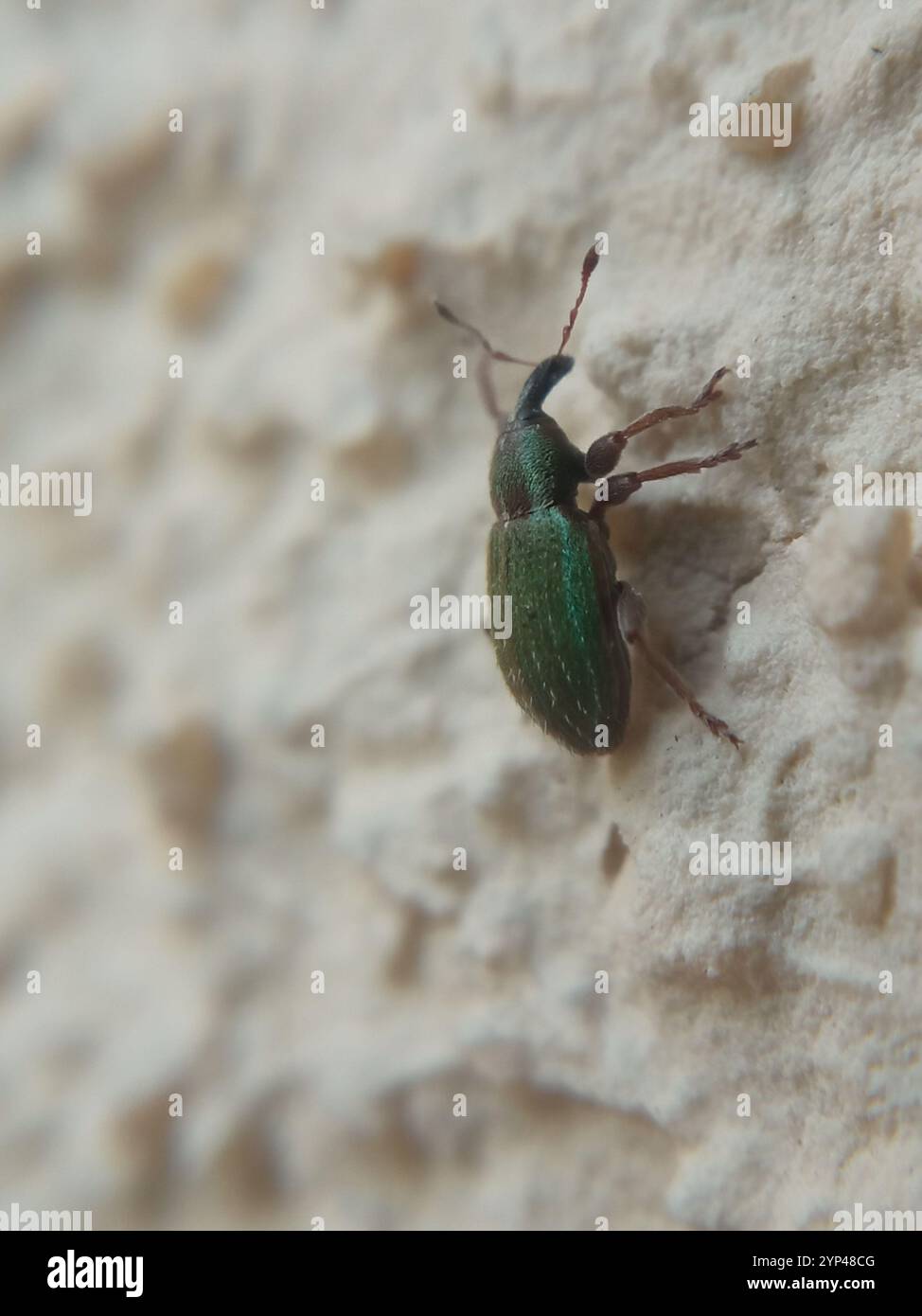 Black-beaked green weevil (Hypera nigrirostris Stock Photo - Alamy