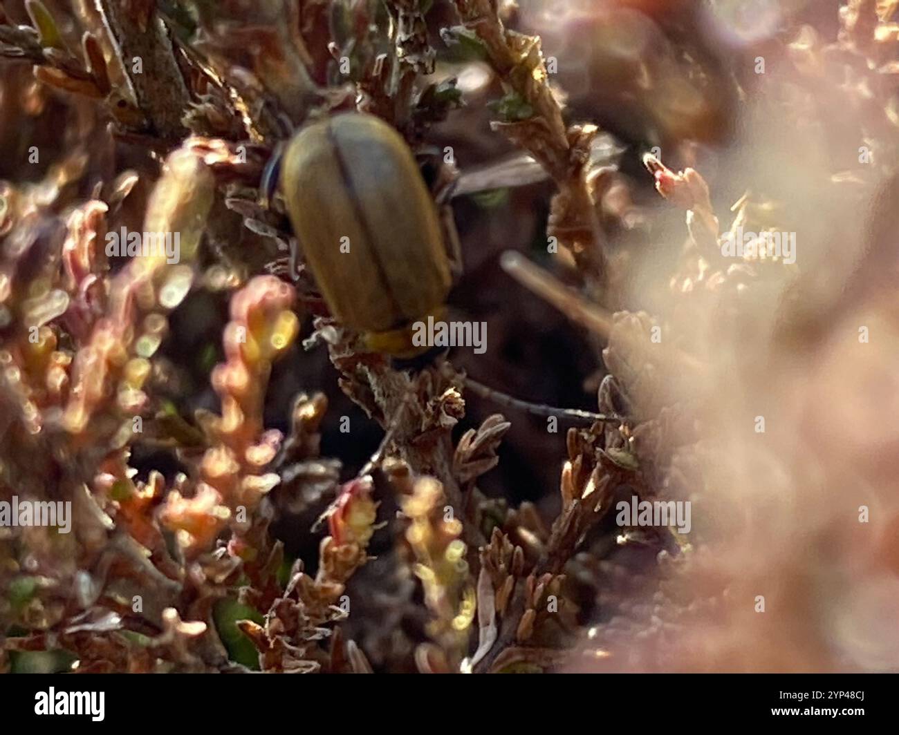 Heather Beetle (Lochmaea suturalis Stock Photo - Alamy