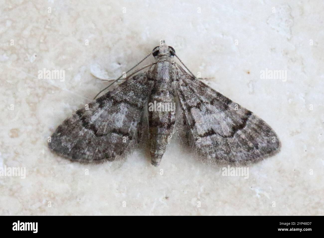Geometer Moths (Geometridae Stock Photo - Alamy