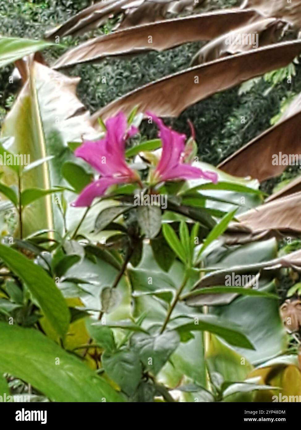 Red Azalea (Rhododendron simsii Stock Photo - Alamy