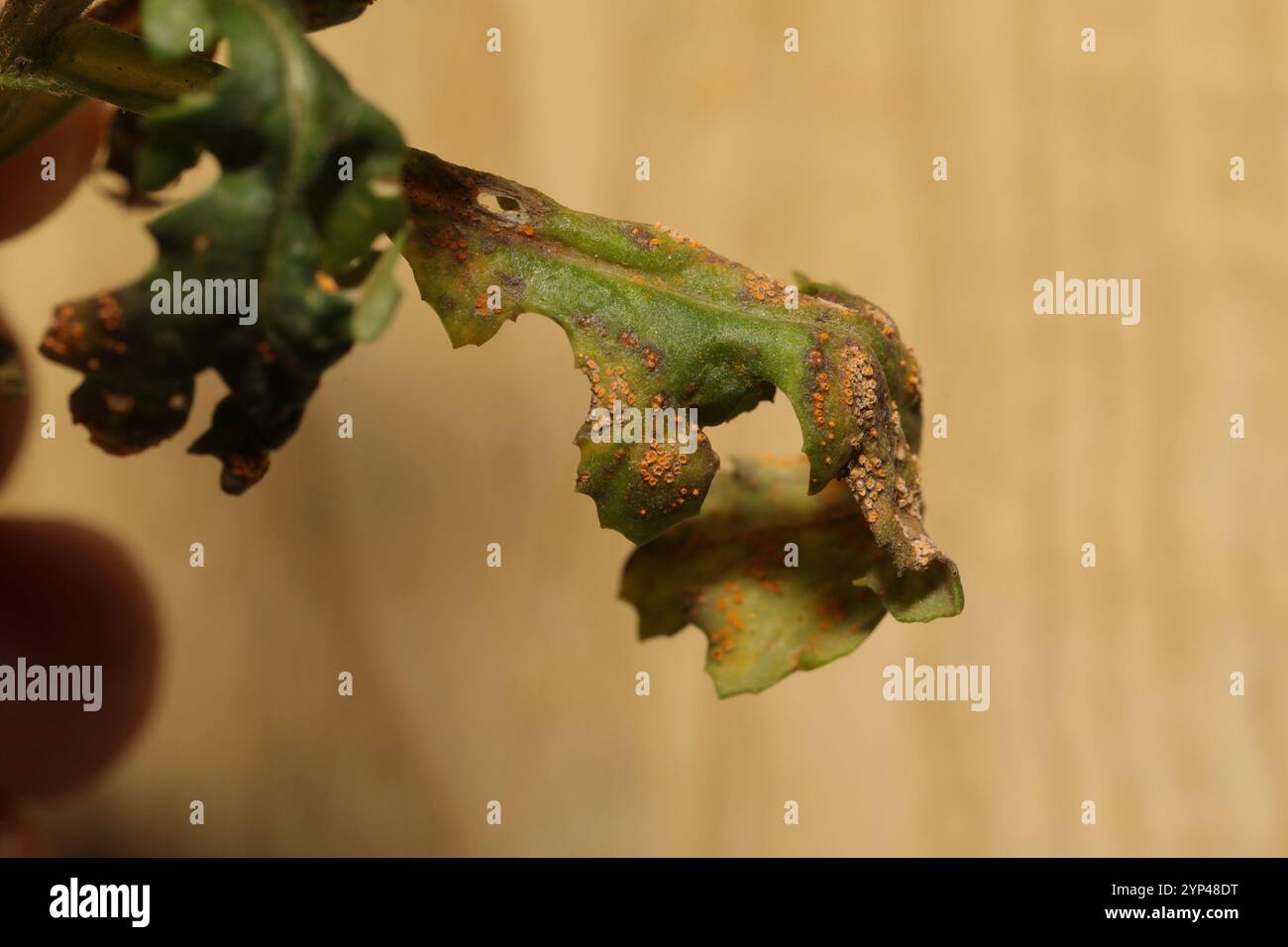 Groundsel crown rust (Puccinia lagenophorae Stock Photo - Alamy