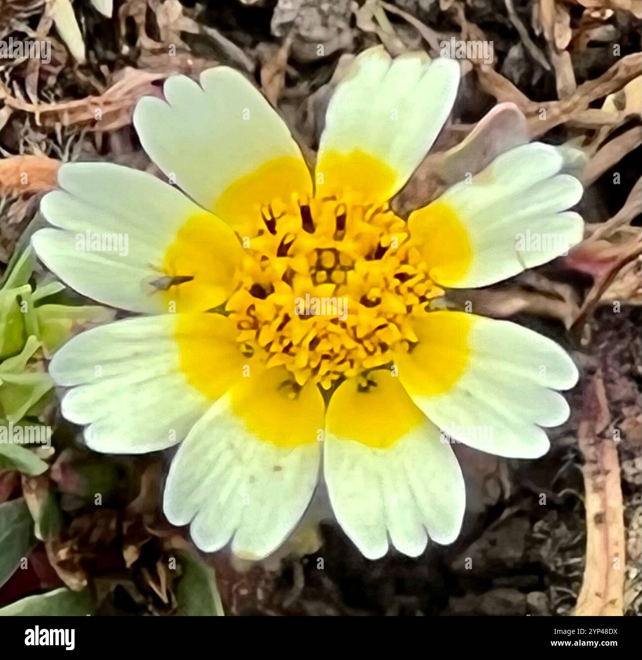 Woodland Tidytips (Layia gaillardioides Stock Photo - Alamy