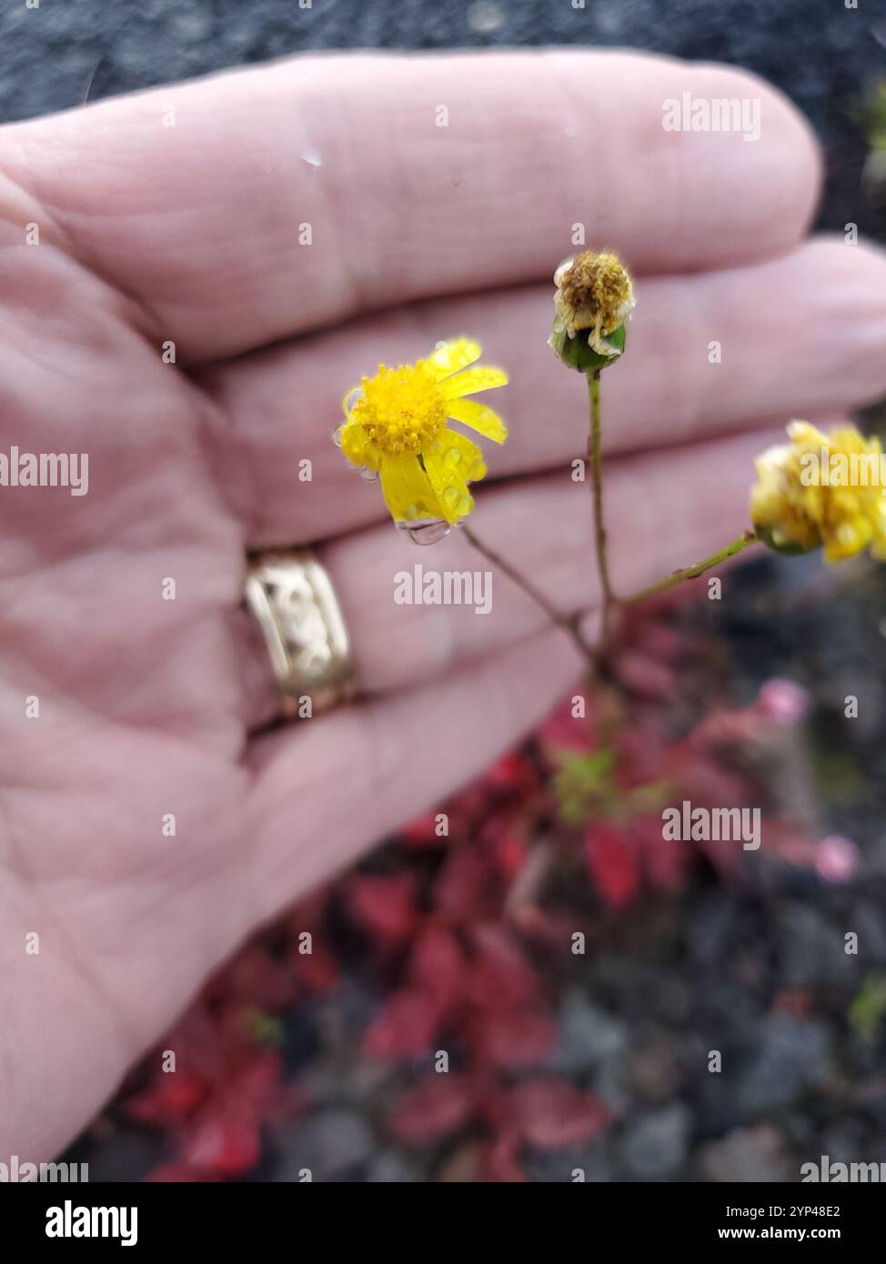Madagascar Ragwort (Senecio madagascariensis Stock Photo - Alamy
