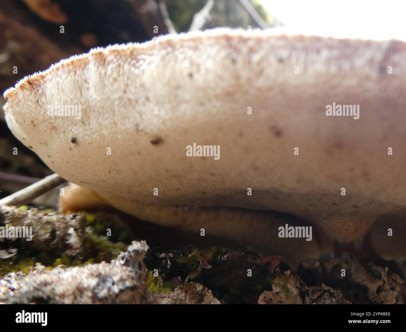 Winter polypore (Lentinus brumalis Stock Photo - Alamy