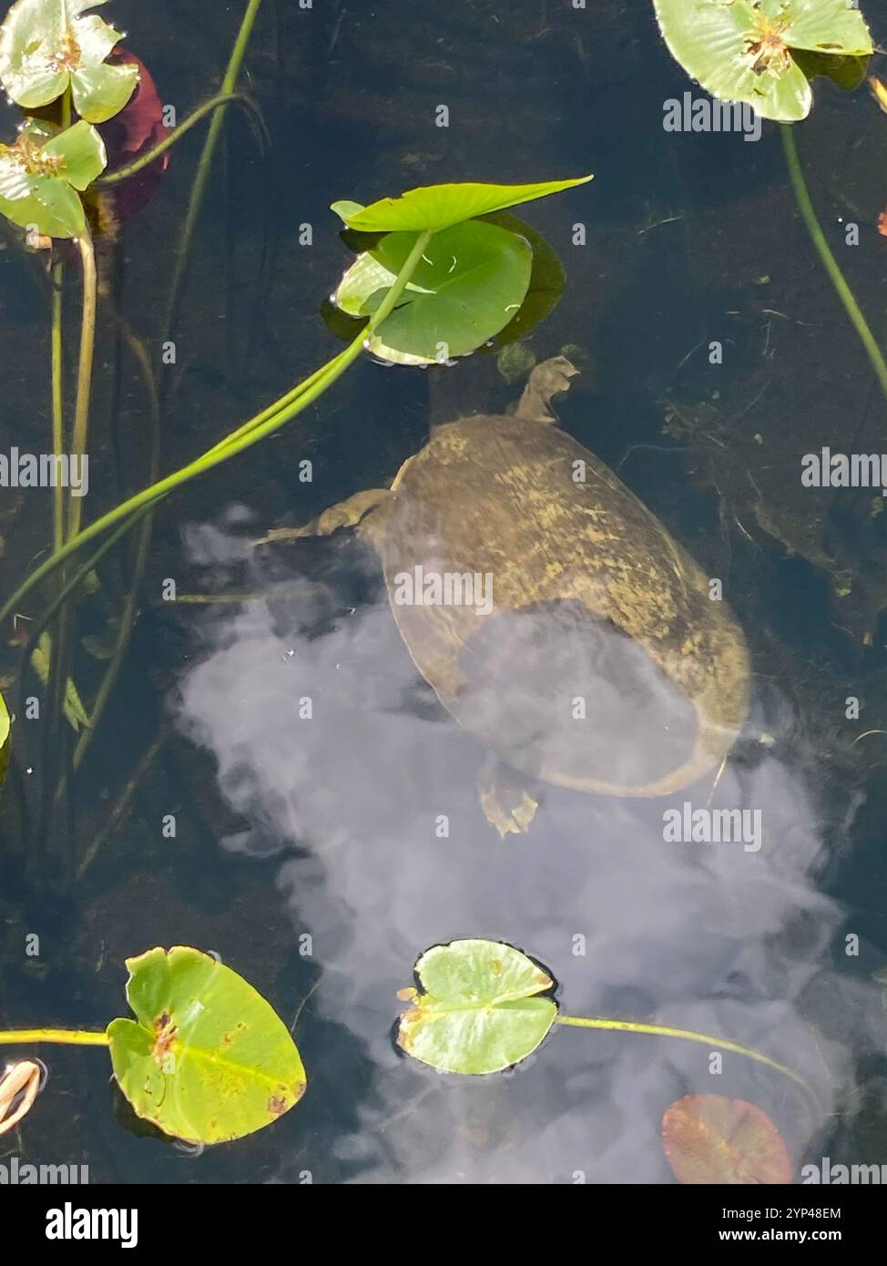 Florida Softshell Turtle (Apalone ferox Stock Photo - Alamy