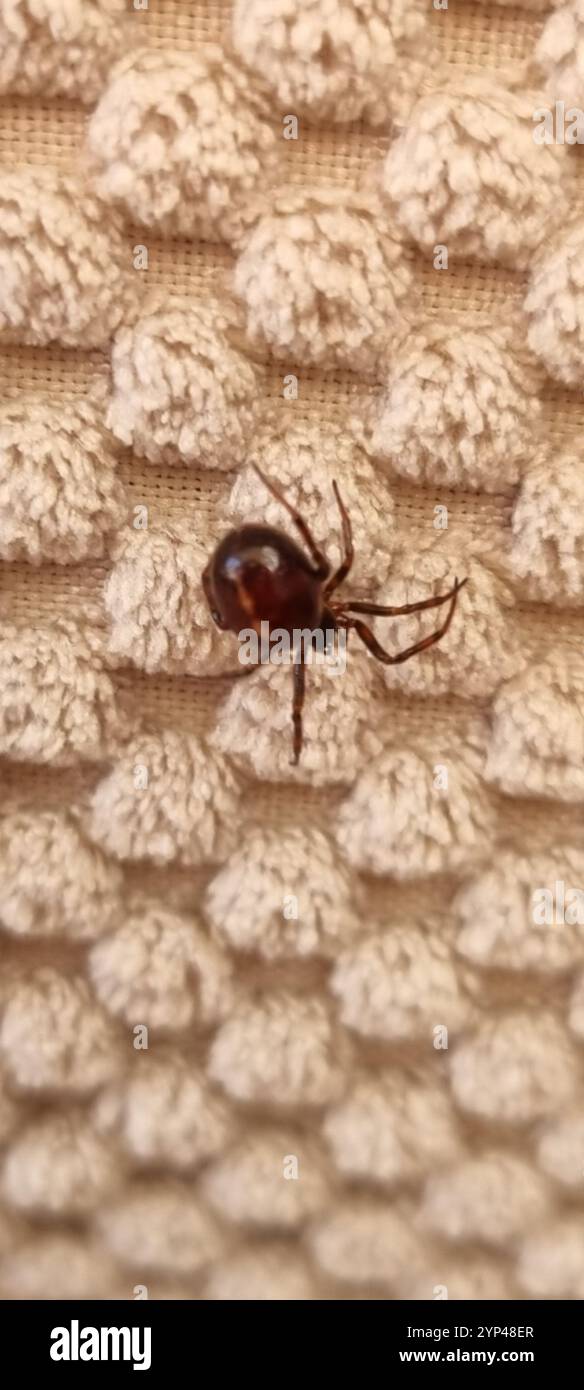 Rabbit Hutch Spider (Steatoda bipunctata Stock Photo - Alamy