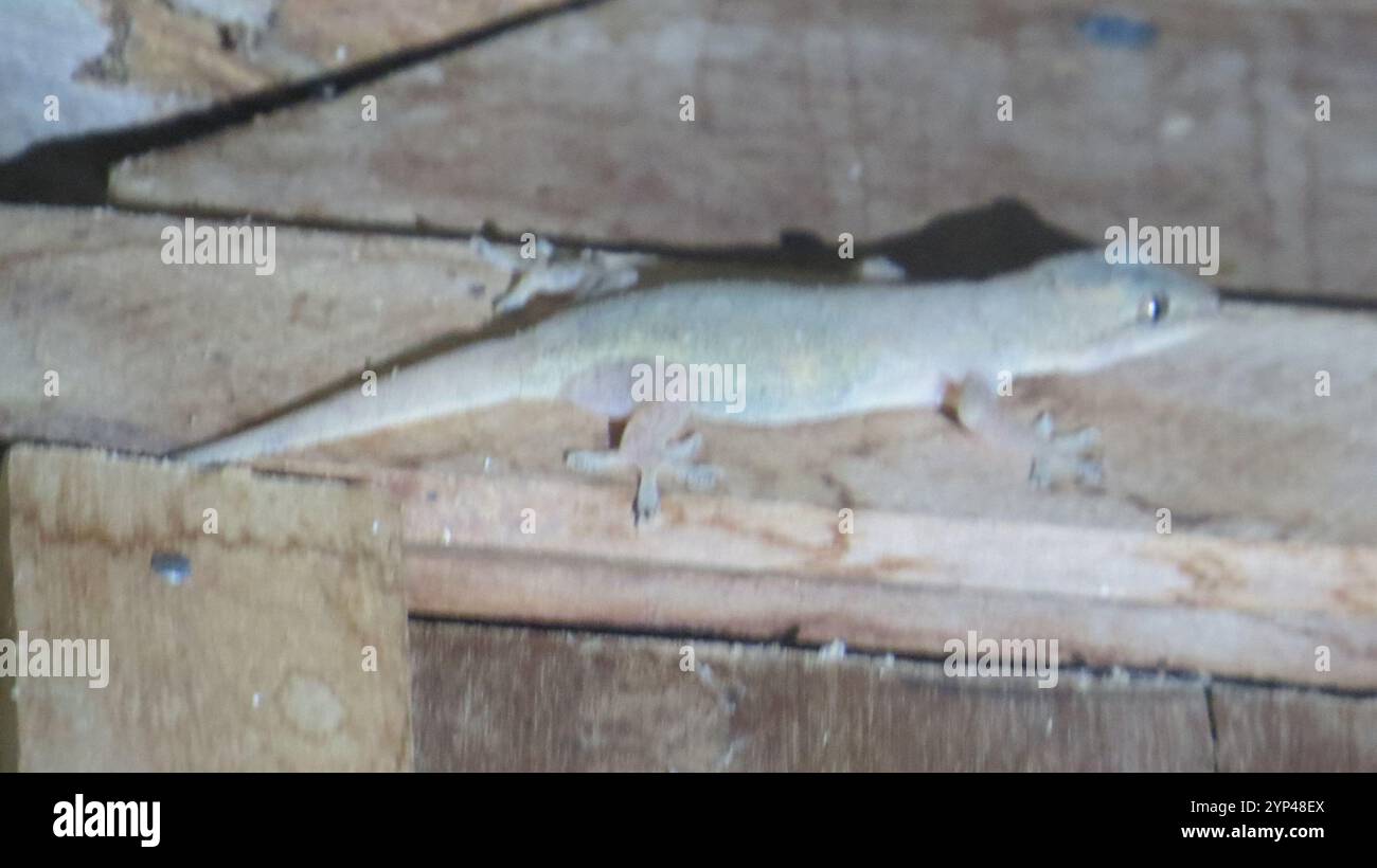 Asian House Gecko (Hemidactylus frenatus Stock Photo - Alamy