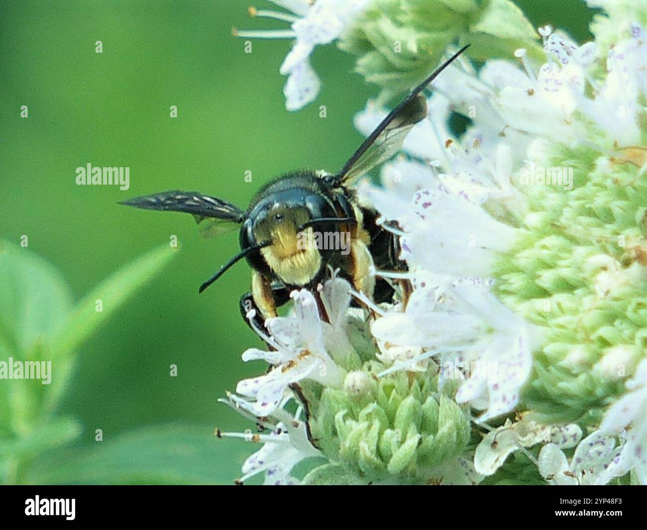 Carpenter-mimic Leafcutter Bee (Megachile xylocopoides Stock Photo - Alamy