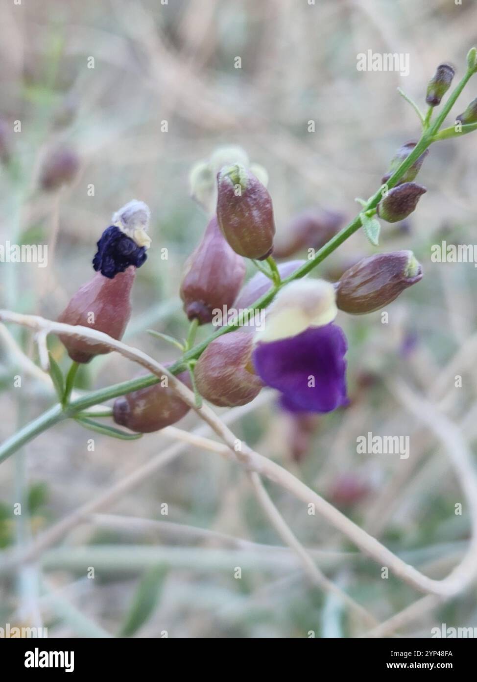 Paperbag Bush (Scutellaria mexicana Stock Photo - Alamy