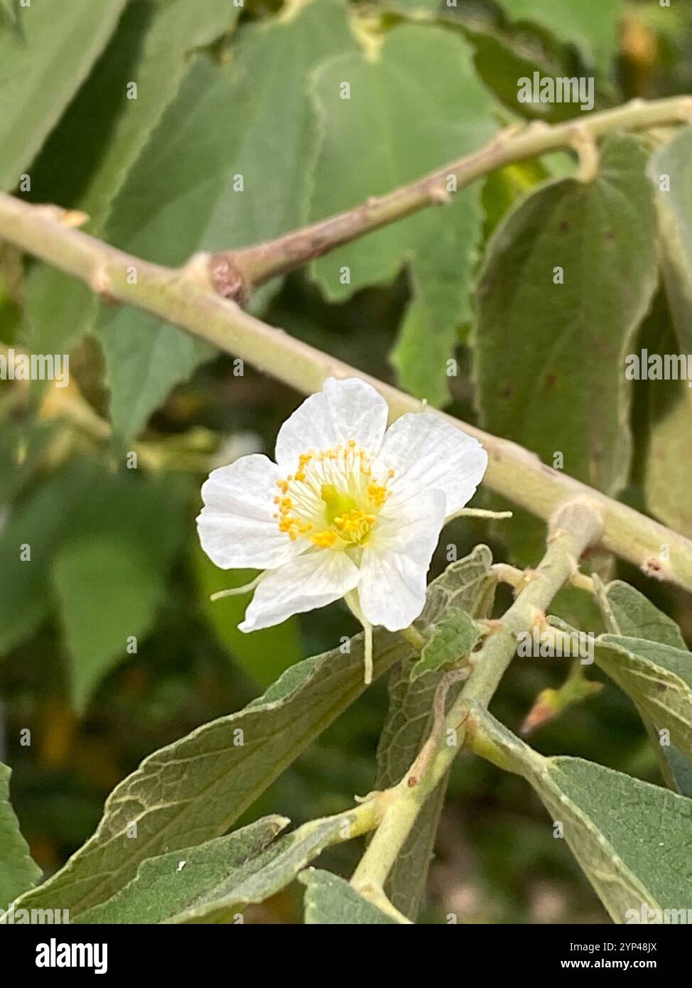 calabur tree (Muntingia calabura Stock Photo - Alamy