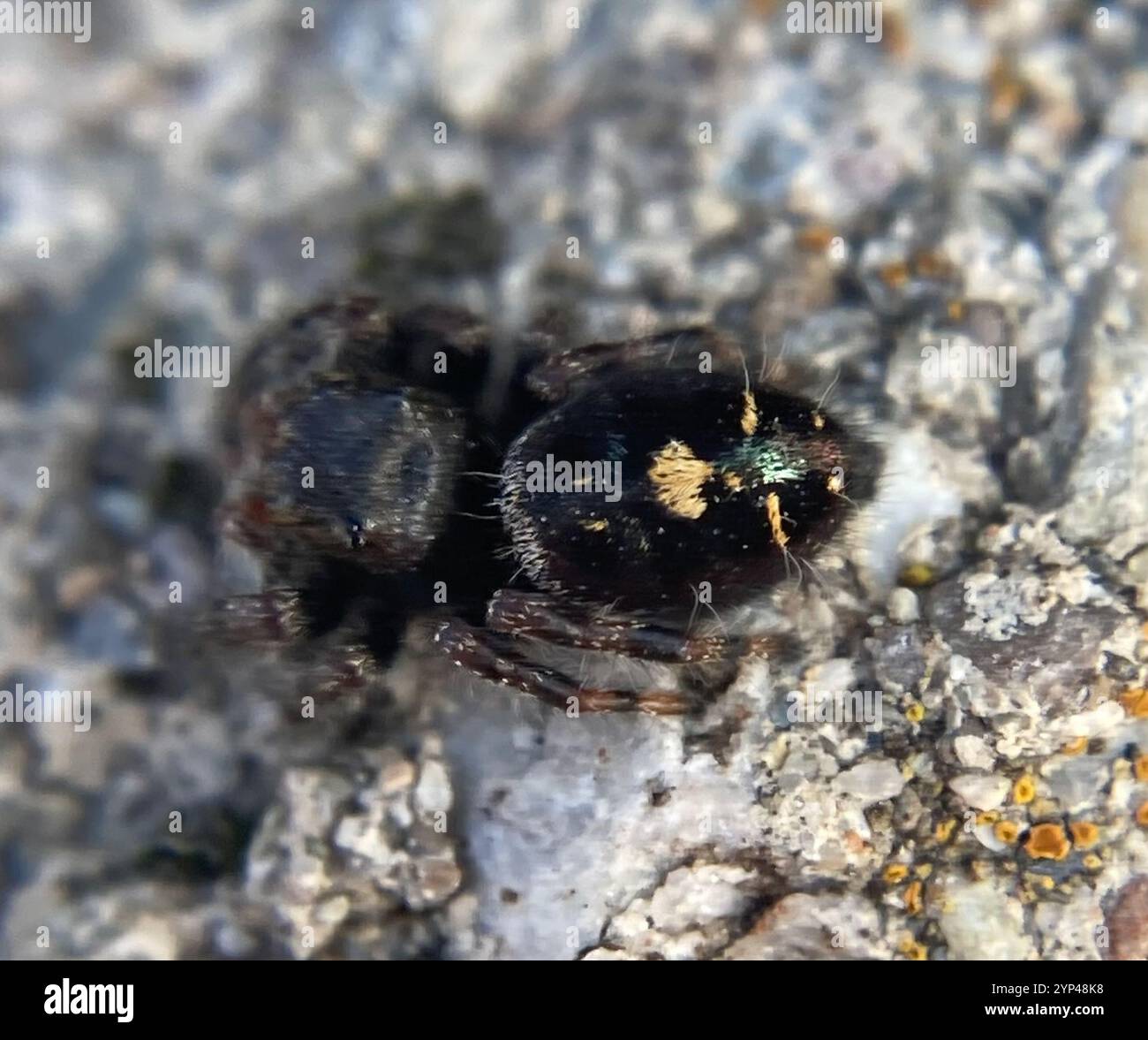 Bold Jumping Spider (Phidippus audax Stock Photo - Alamy
