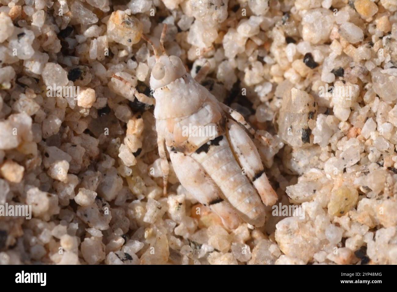 Cream Grasshopper (Cibolacris parviceps Stock Photo - Alamy
