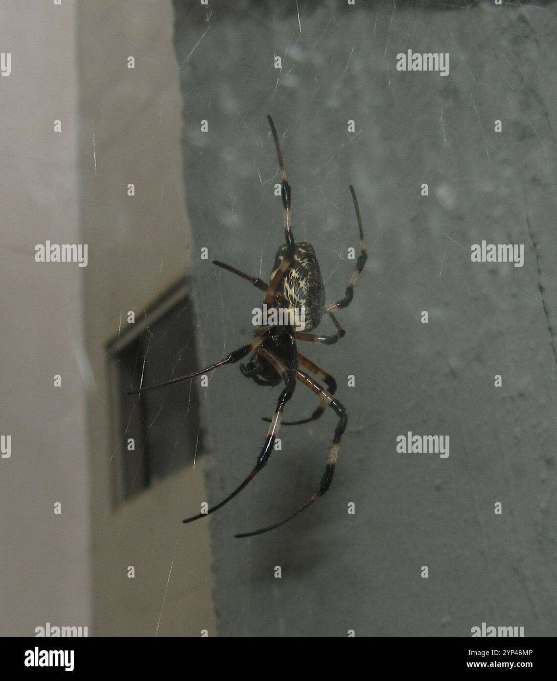 African Hermit Spider (Nephilingis cruentata Stock Photo - Alamy