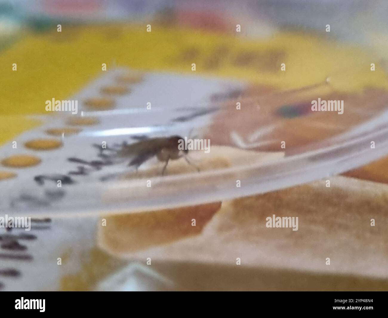 Fungus Gnats and Gall Midges (Sciaroidea Stock Photo - Alamy