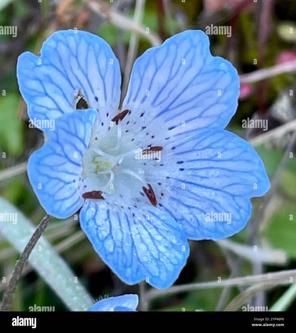Menzies' baby blue eyes (Nemophila menziesii Stock Photo - Alamy