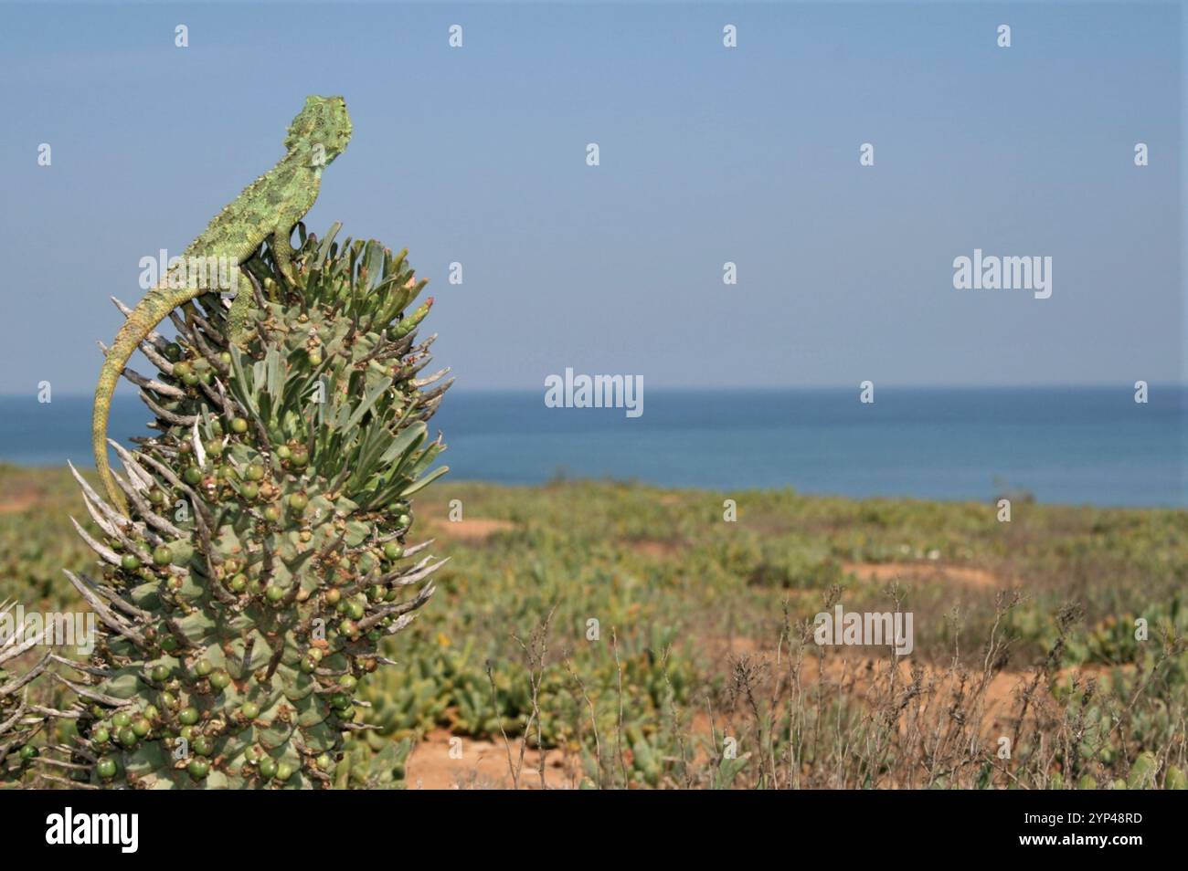 Common Spiny Agama (Agama hispida Stock Photo - Alamy