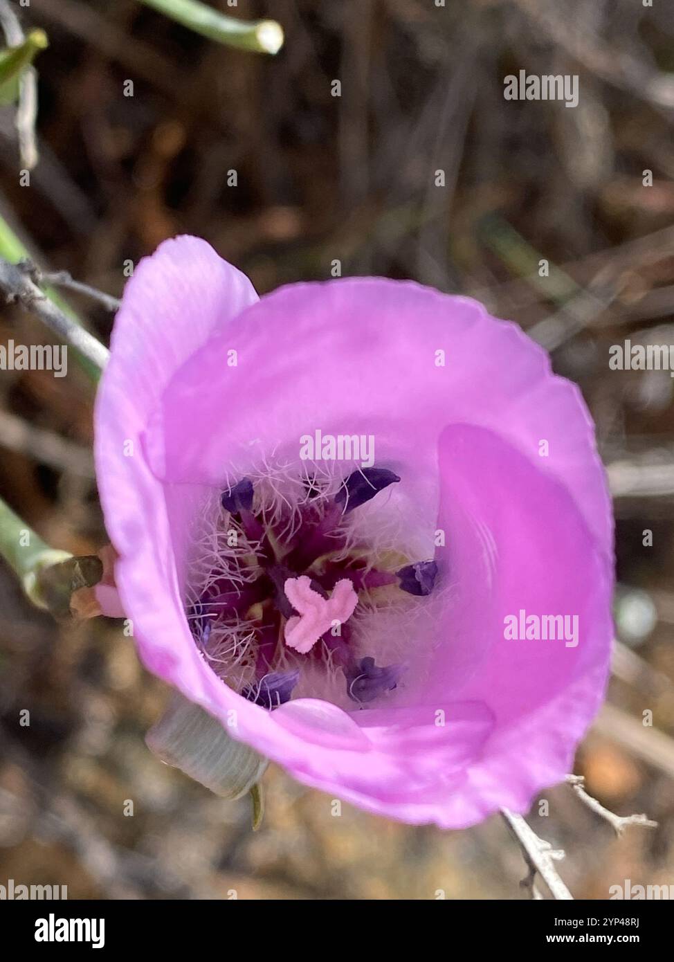 Splendid Mariposa Lily (Calochortus splendens Stock Photo - Alamy