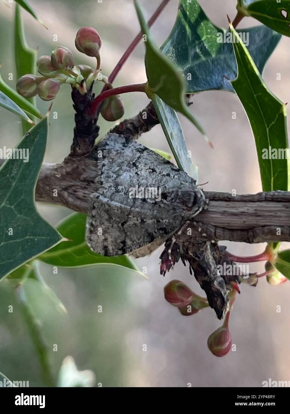 Spring Cankerworm Moth (Paleacrita vernata Stock Photo - Alamy