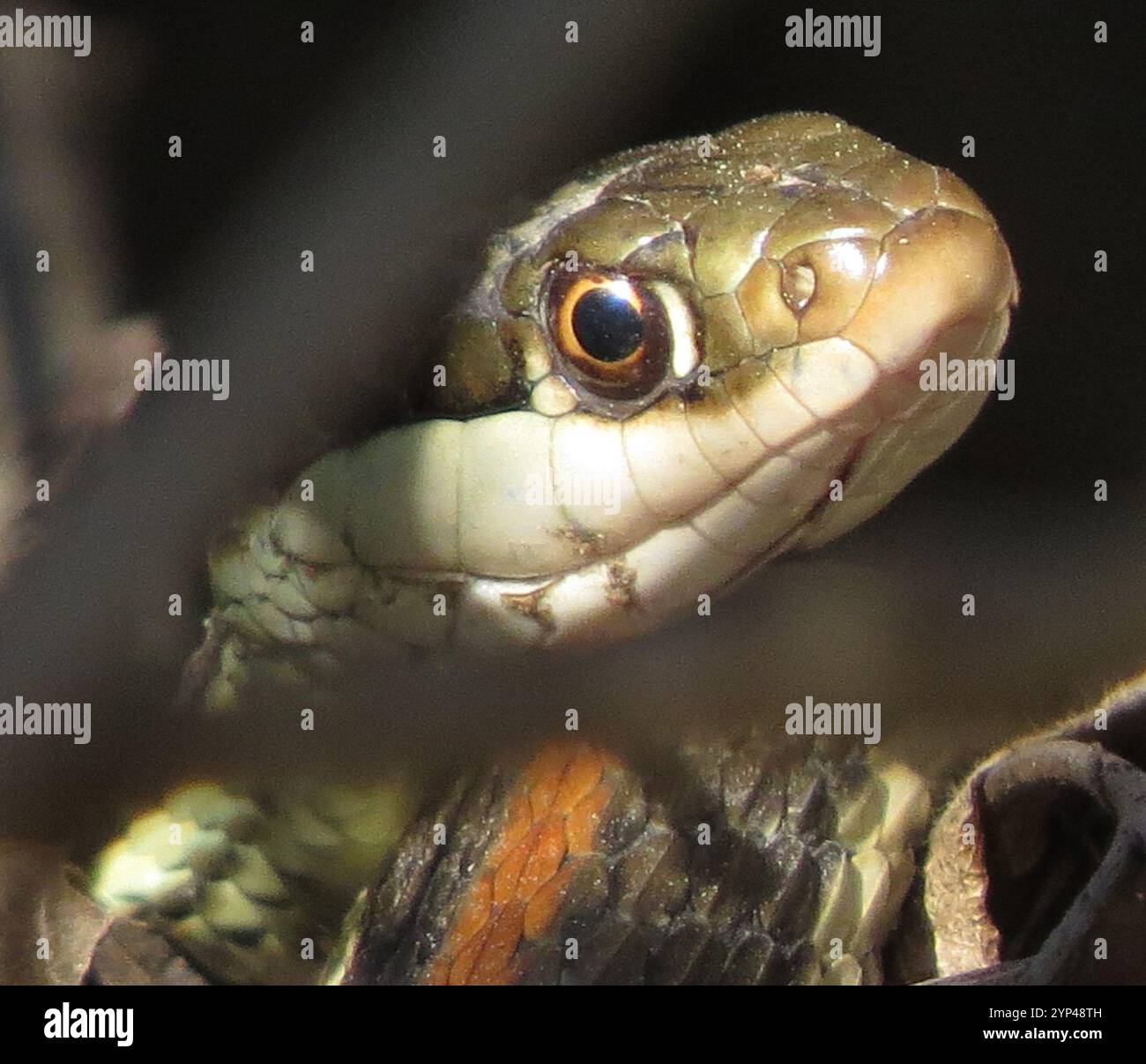 Western Ribbon Snake (Thamnophis proximus Stock Photo - Alamy