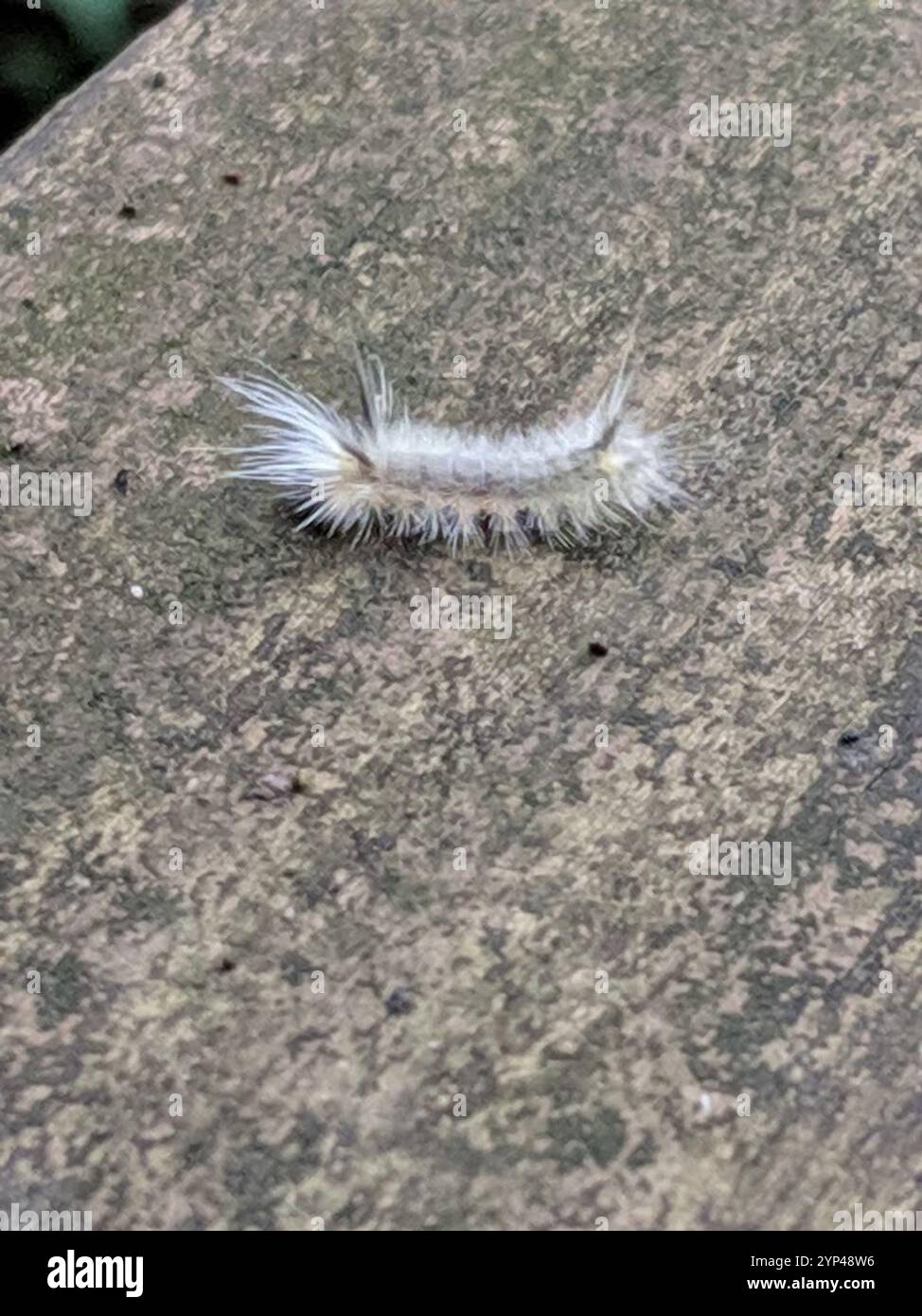 Banded Tussock Moth (Halysidota tessellaris Stock Photo - Alamy
