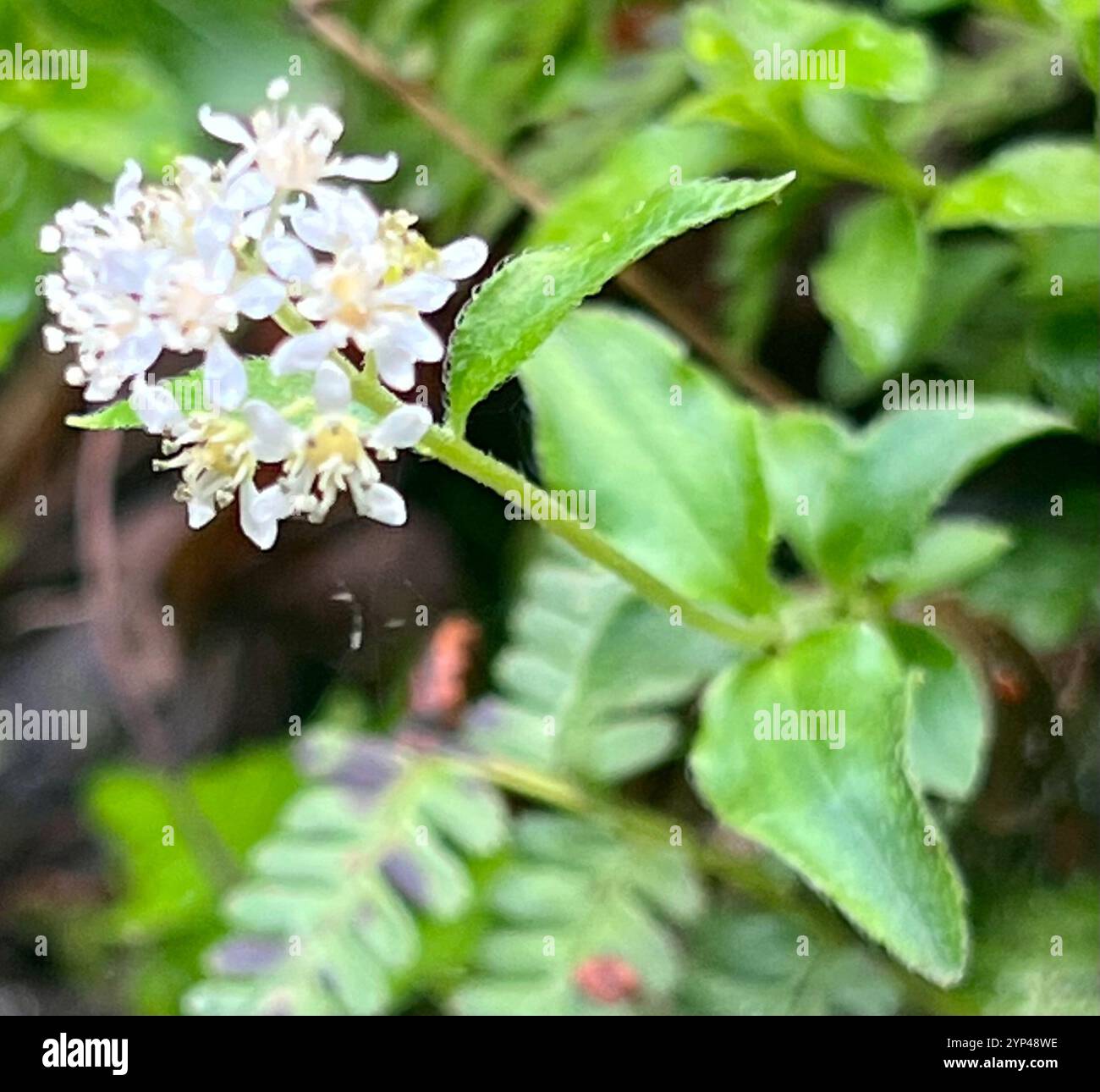 modesty (Whipplea modesta Stock Photo - Alamy