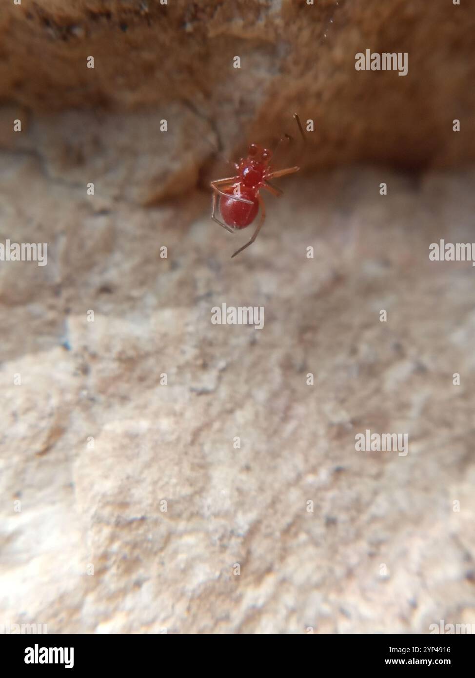 Dwarf Spiders (Erigoninae Stock Photo - Alamy