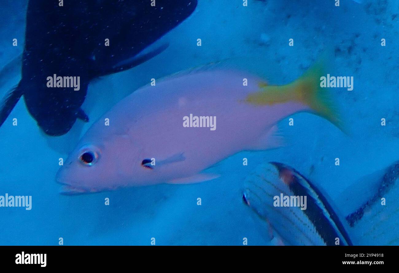 Blackfin Snapper (Lutjanus buccanella Stock Photo - Alamy