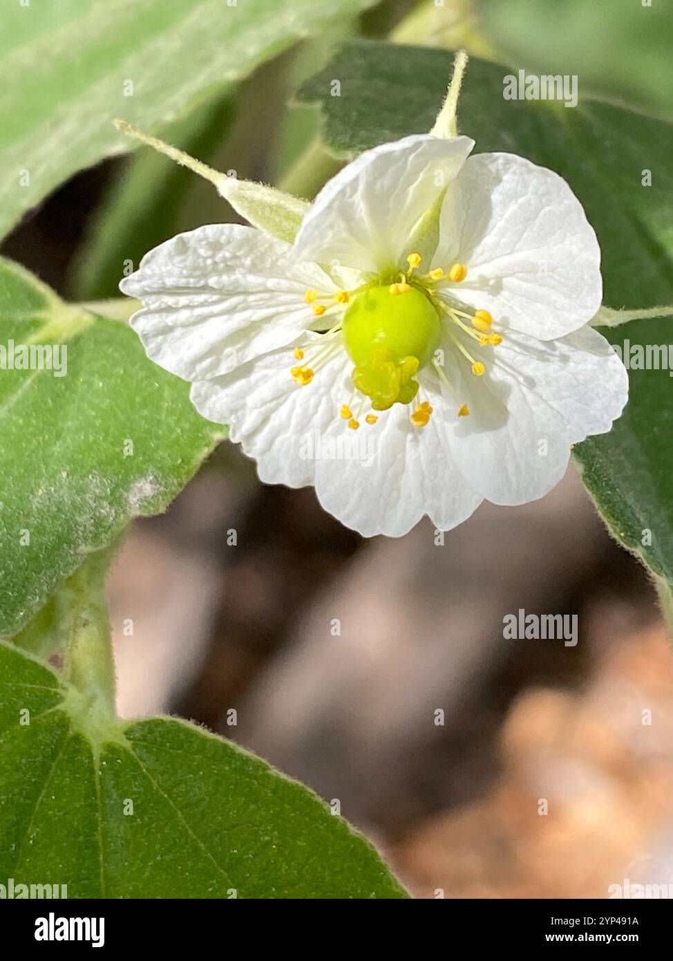 calabur tree (Muntingia calabura Stock Photo - Alamy