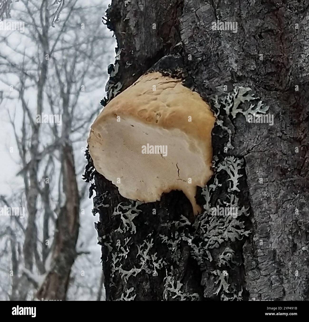 Diamond Willow Fungus (Haploporus odorus Stock Photo - Alamy