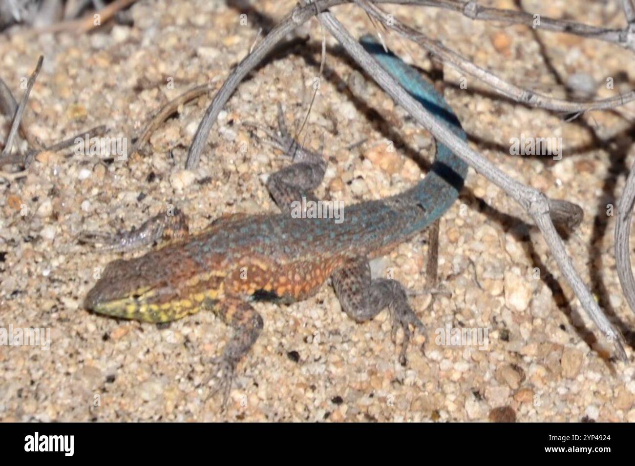 Common Side-blotched Lizard (Uta stansburiana Stock Photo - Alamy
