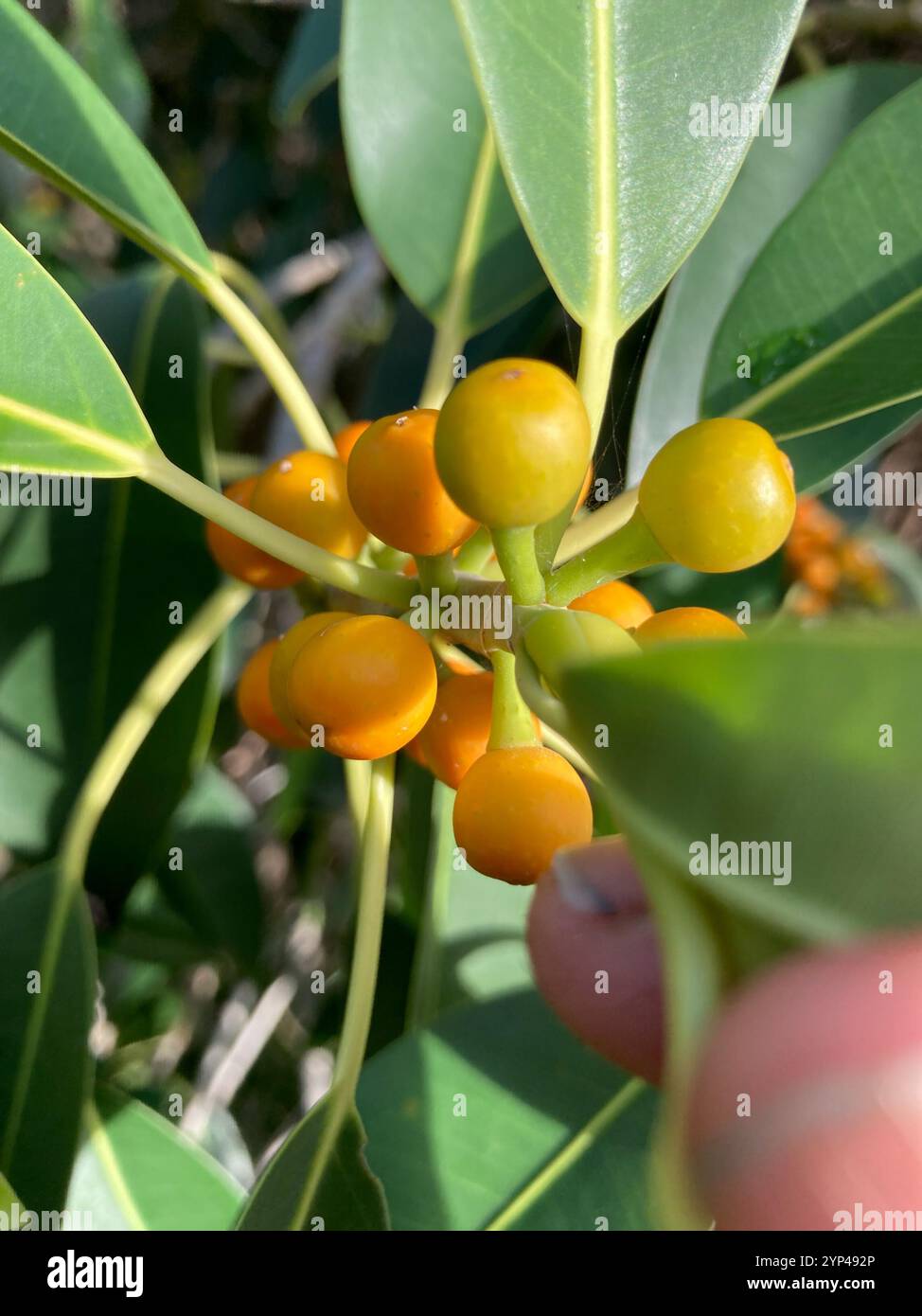 Port Jackson fig (Ficus rubiginosa Stock Photo - Alamy