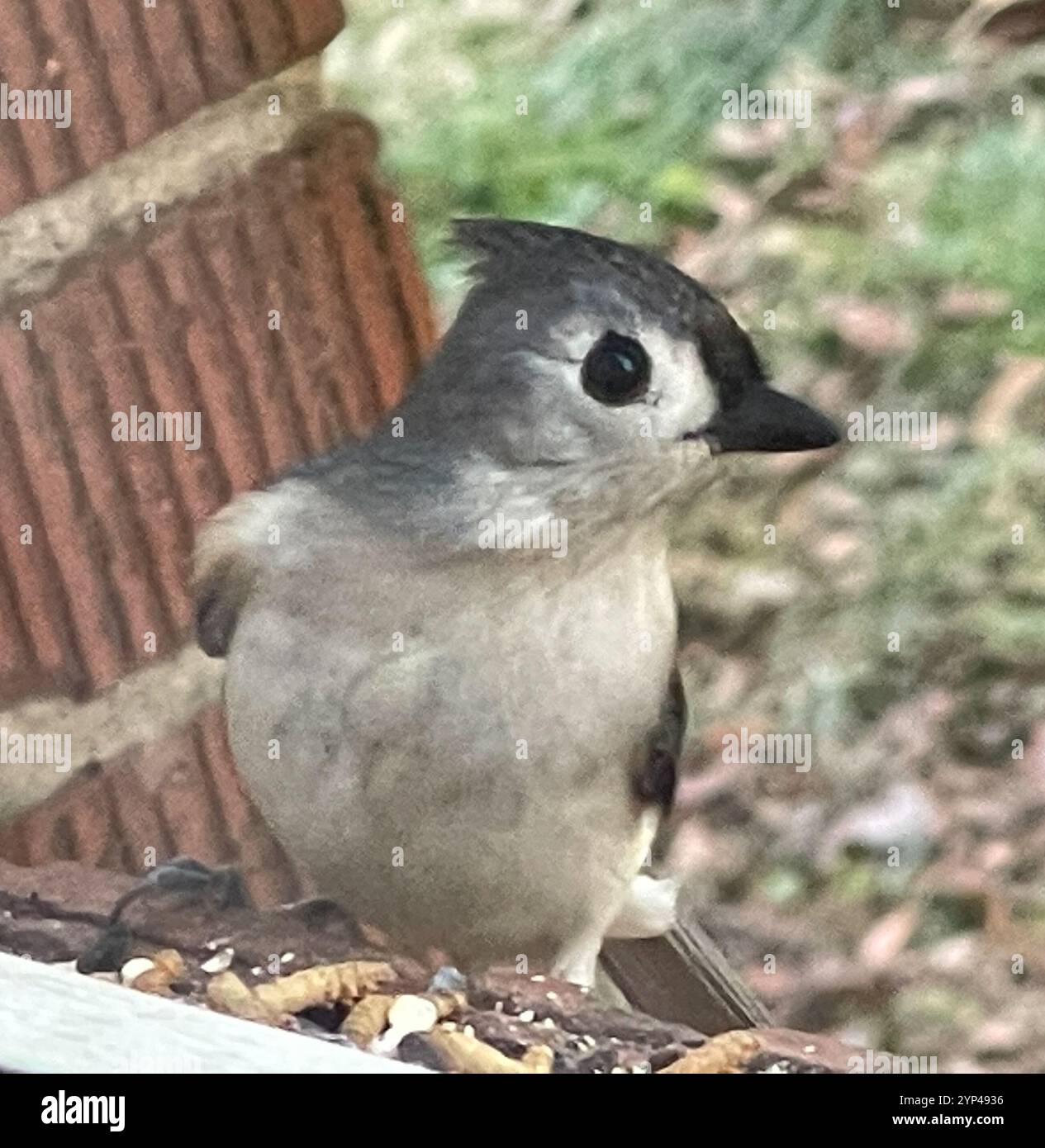 Tufted Titmouse (Baeolophus bicolor Stock Photo - Alamy