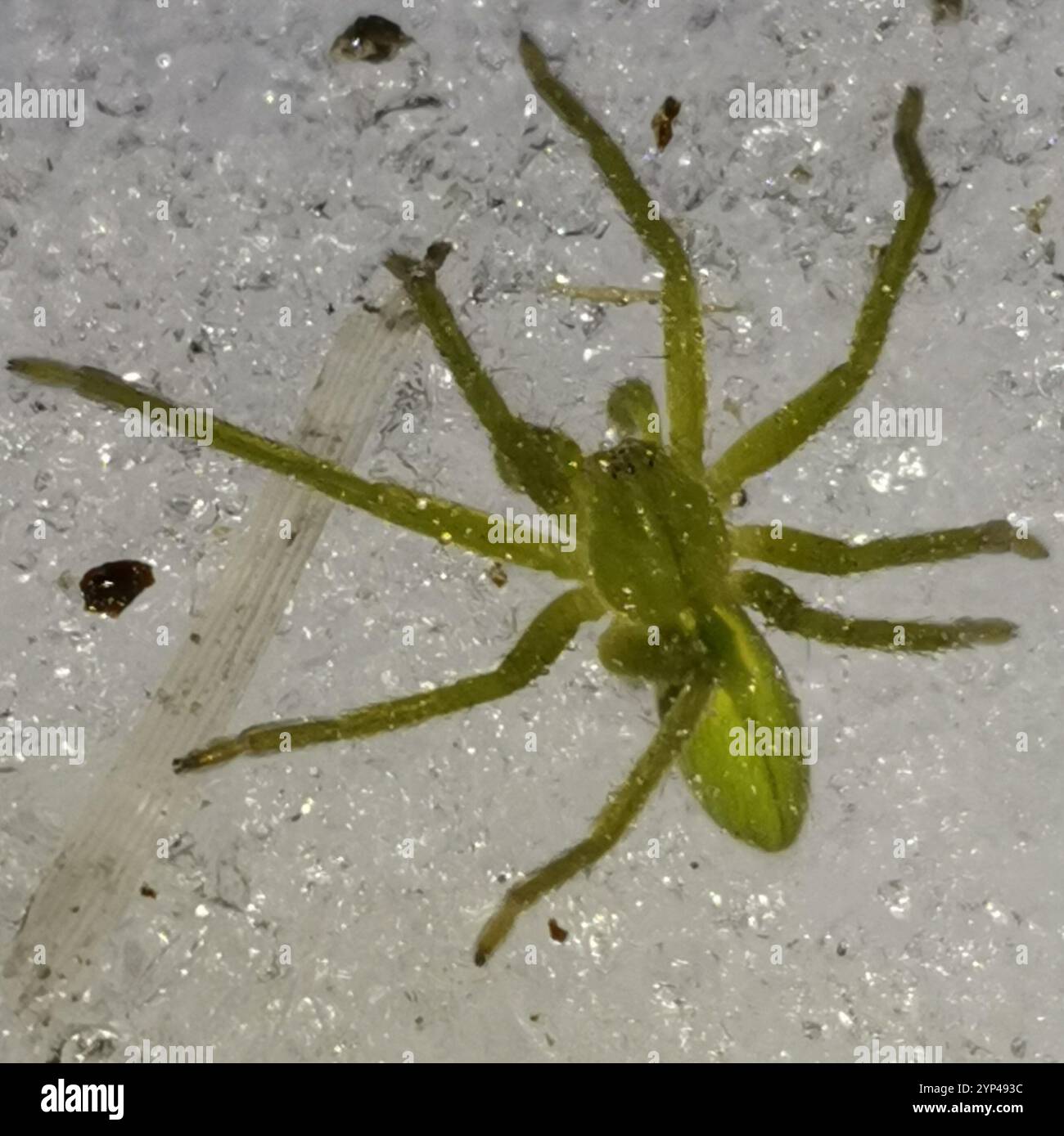 Green Huntsman Spider (Micrommata virescens Stock Photo - Alamy