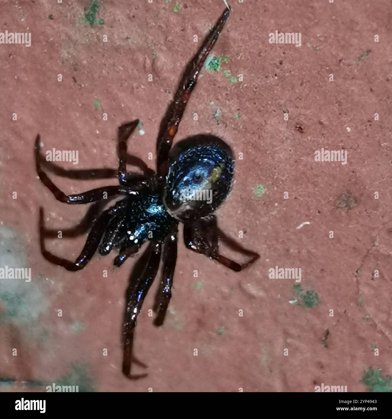 Rabbit Hutch Spider (Steatoda bipunctata Stock Photo - Alamy