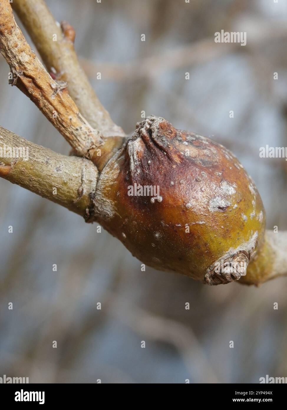 Willow Gall Midges (Rabdophaga Stock Photo - Alamy