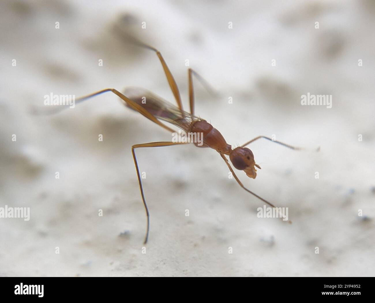 Stilt-legged Flies (Micropezidae Stock Photo - Alamy