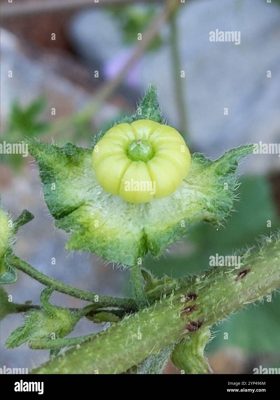 Cretan mallow (Malva multiflora Stock Photo - Alamy