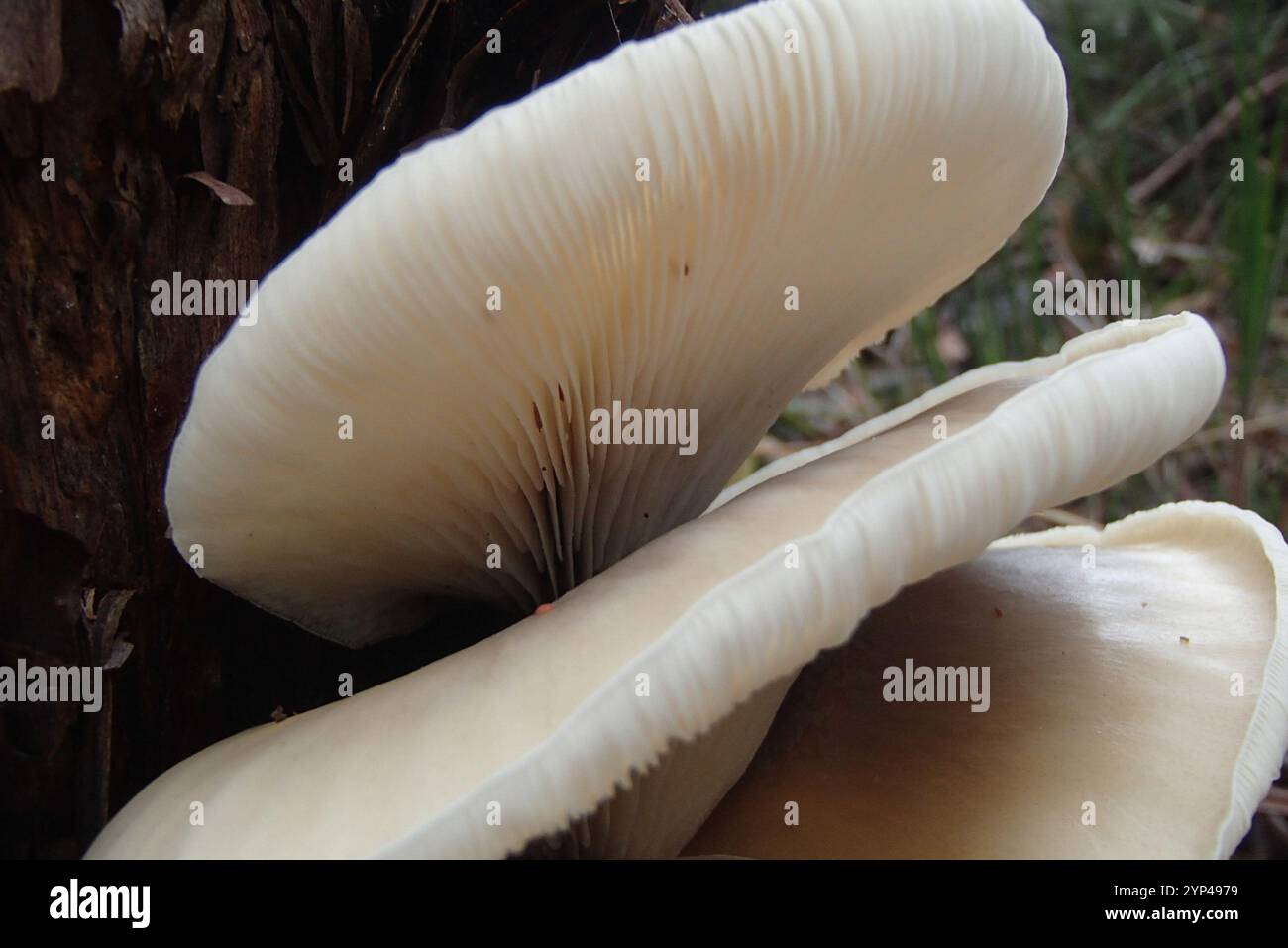 ghost fungus (Omphalotus nidiformis Stock Photo - Alamy