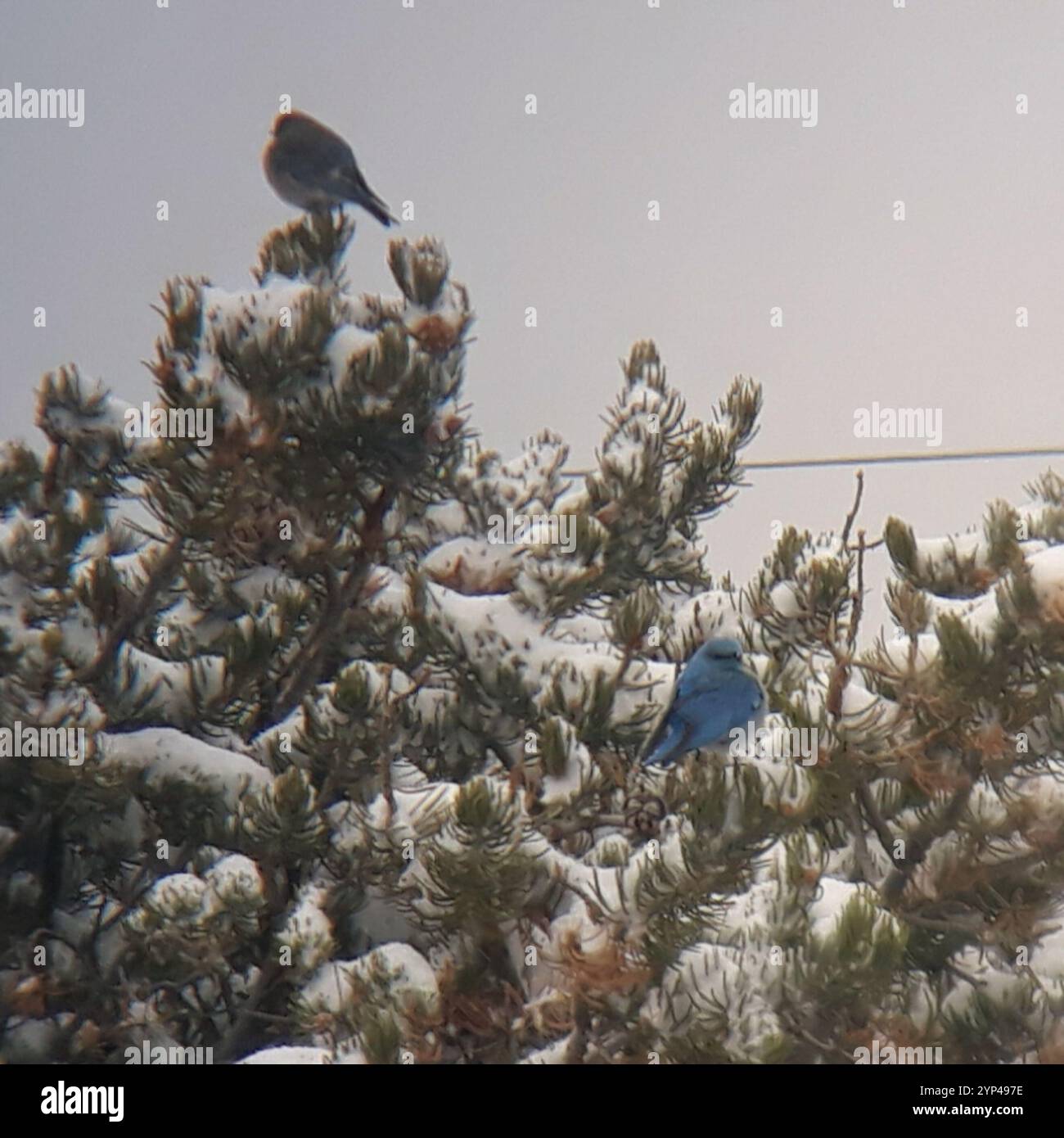 Mountain Bluebird (Sialia currucoides Stock Photo - Alamy